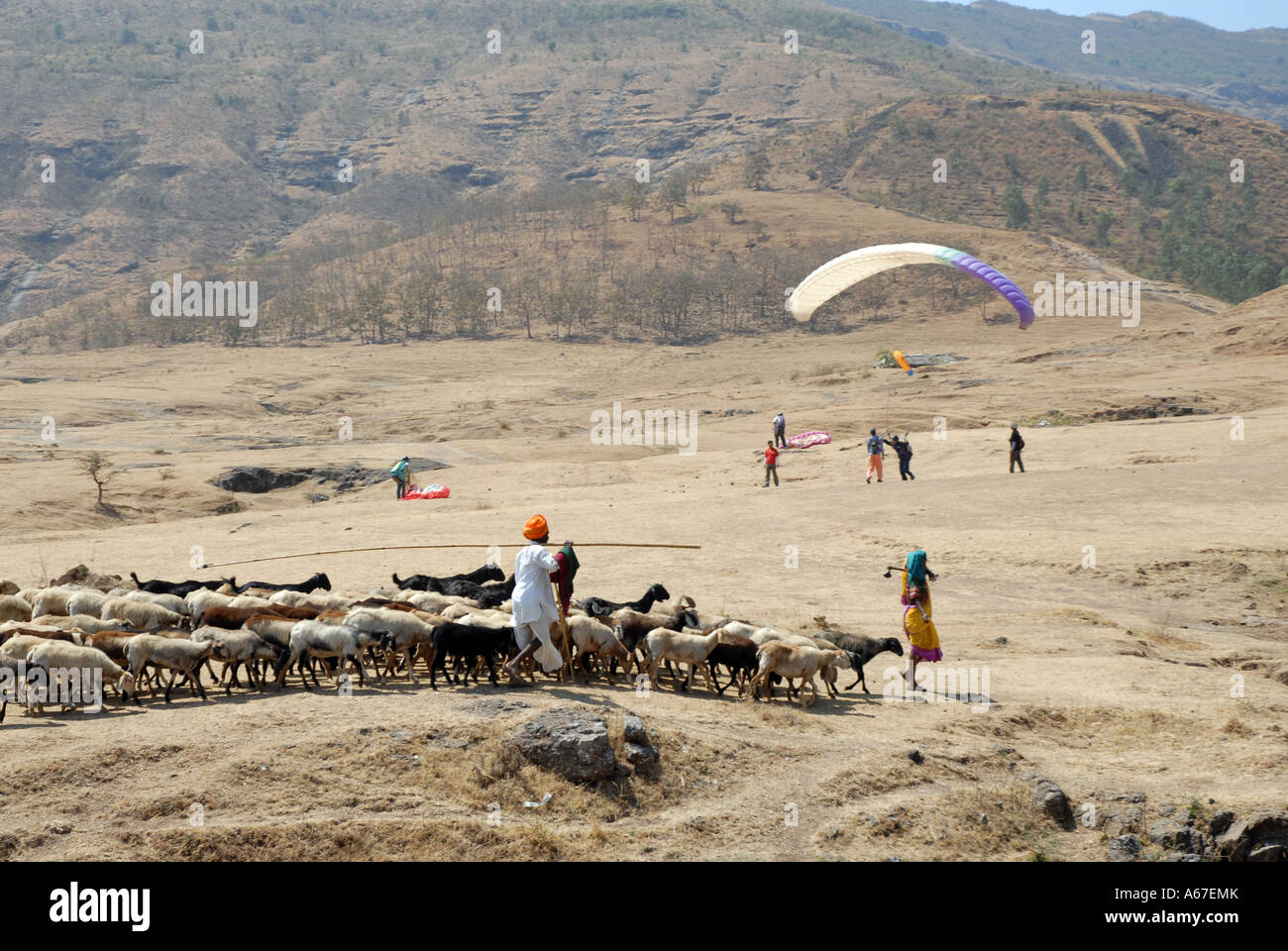 flock of goats and paragliders, Kamshet, Maharashtra, India Stock Photo ...