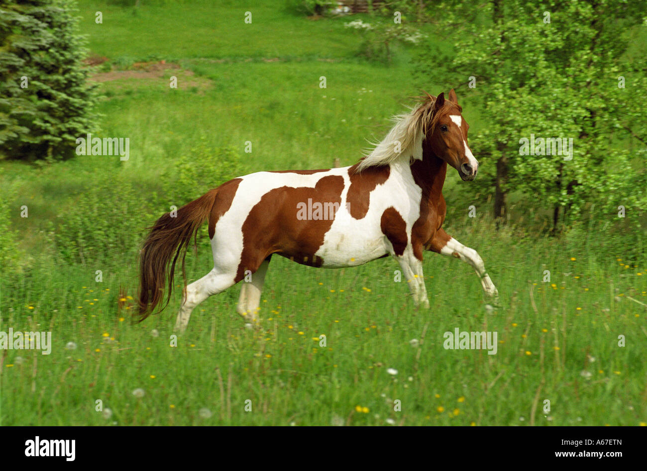 skewbald mare - on meadow Stock Photo - Alamy