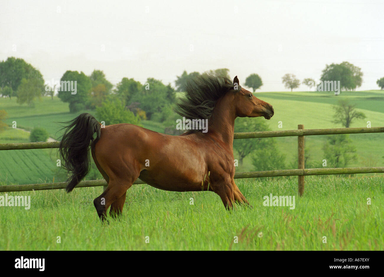 Shagya Arabian - running on meadow Stock Photo - Alamy