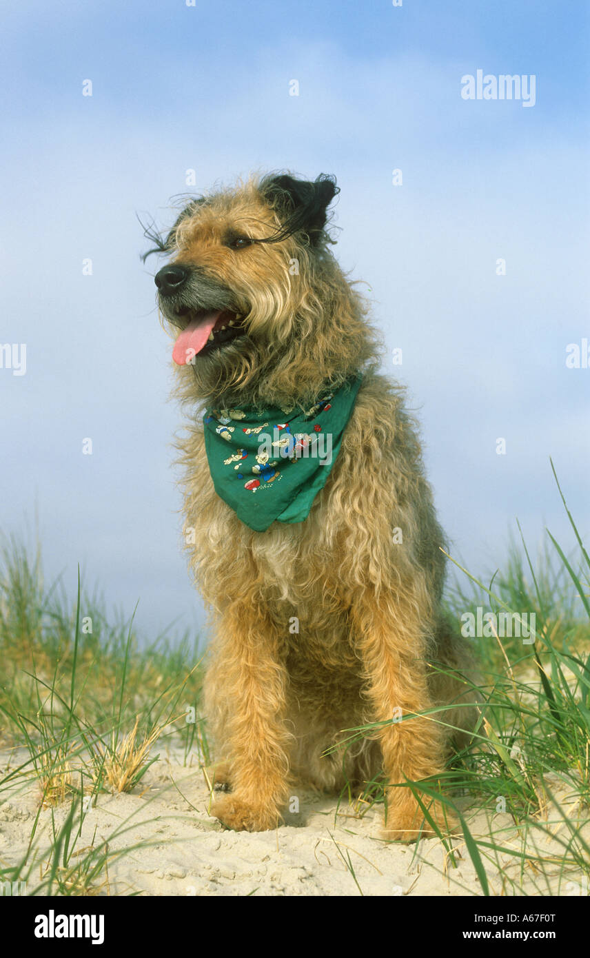 half-breed dog - sitting on the beach Stock Photo - Alamy