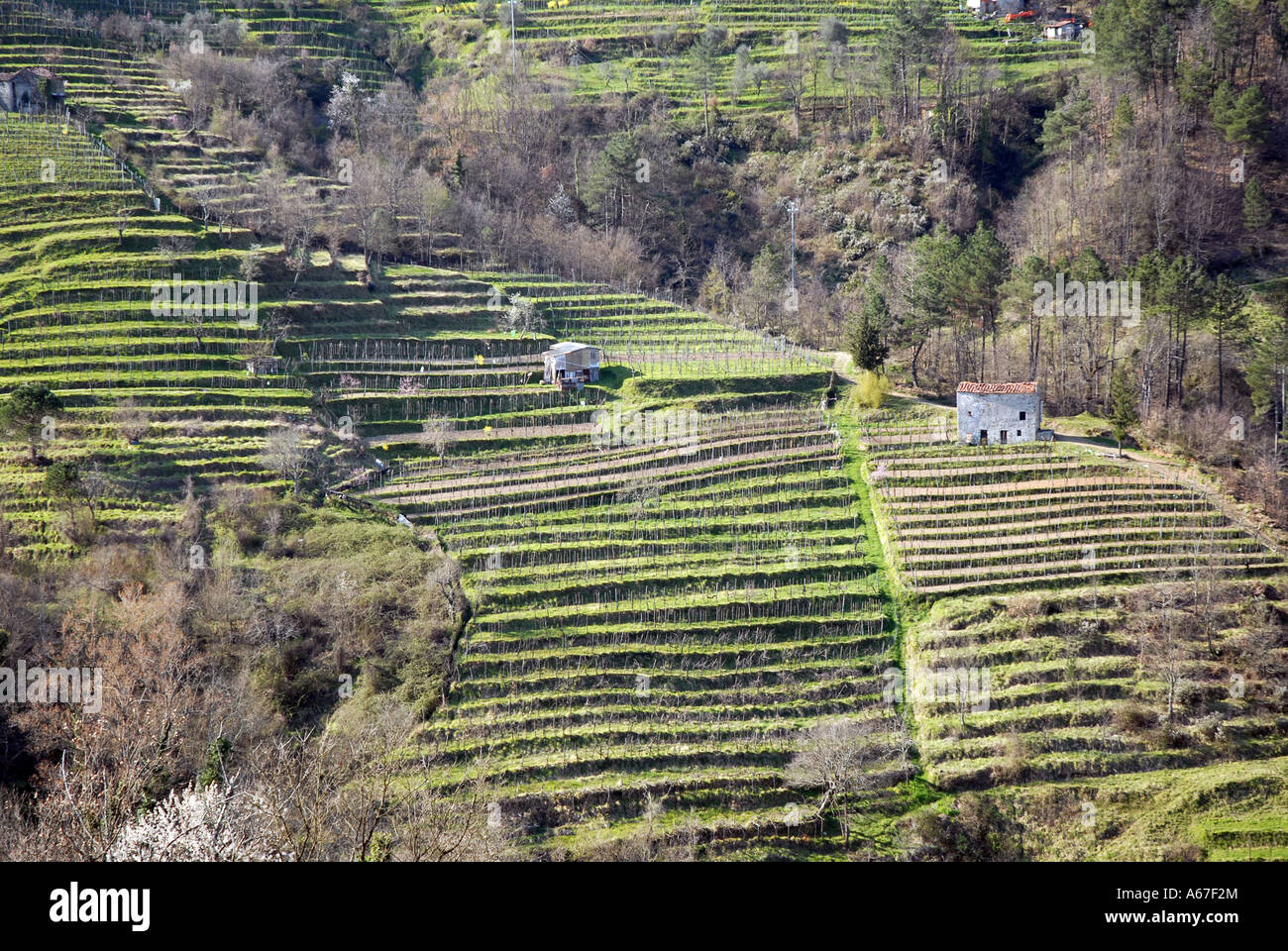 Terraced hillside in Lunigiana, Northern Tuscany, Italy Stock Photo - Alamy