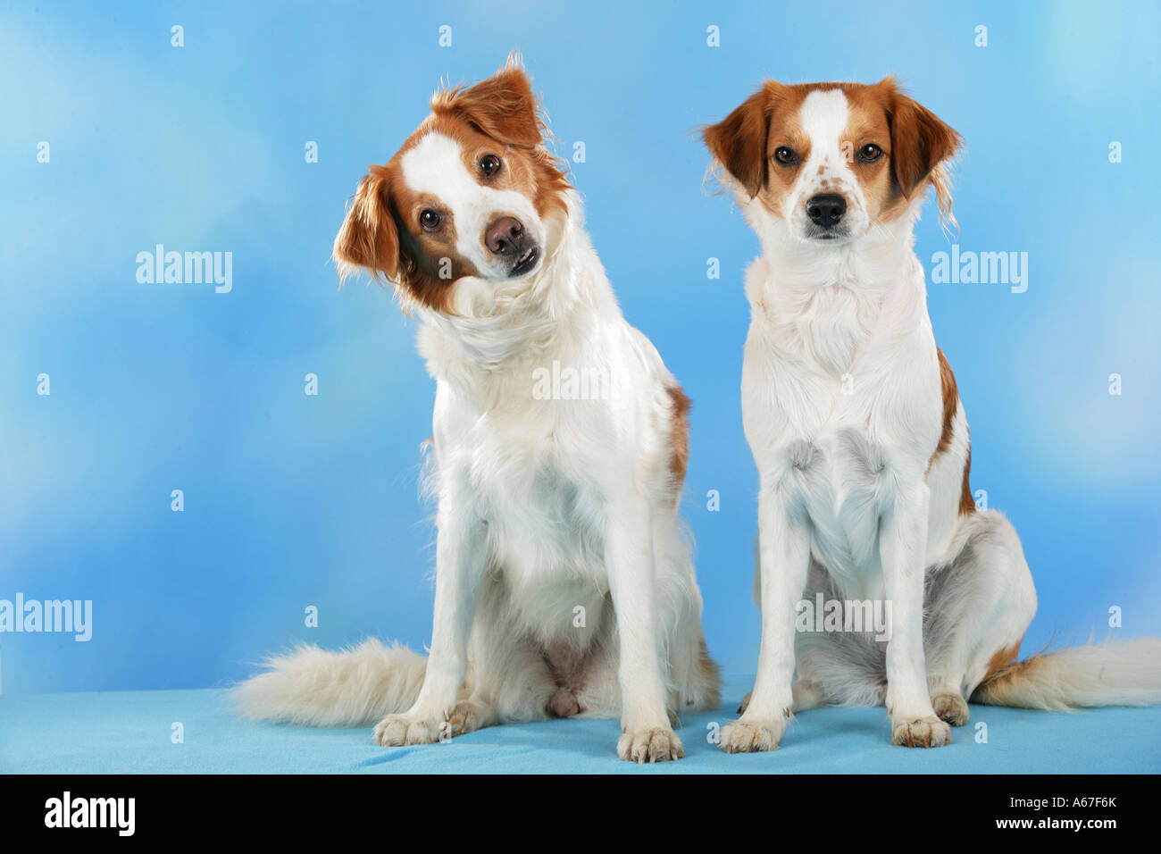 Kromfohrlander. Two dogs sitting next to each other. Studio picture ...