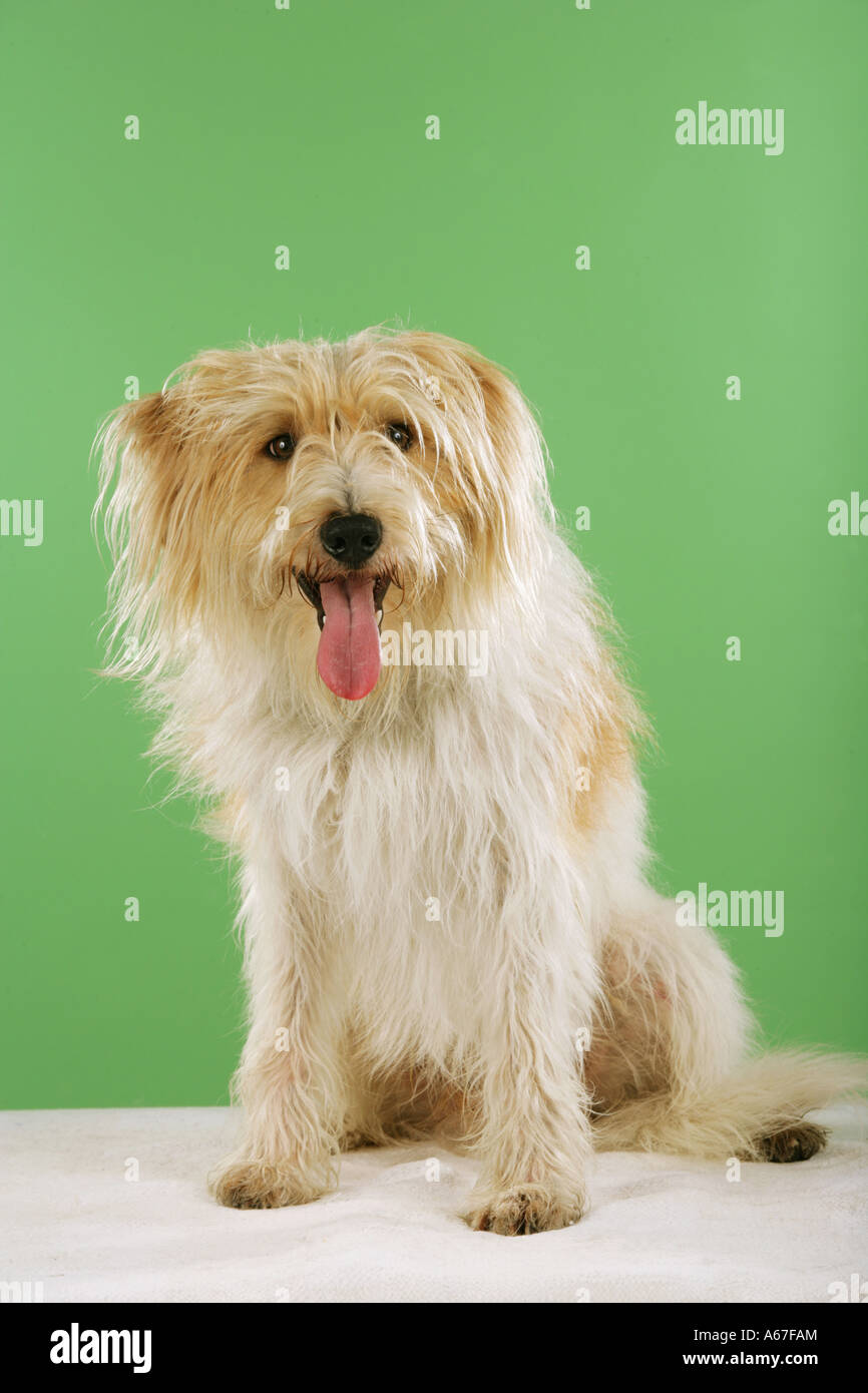 half breed dog - sitting - cut out Stock Photo - Alamy