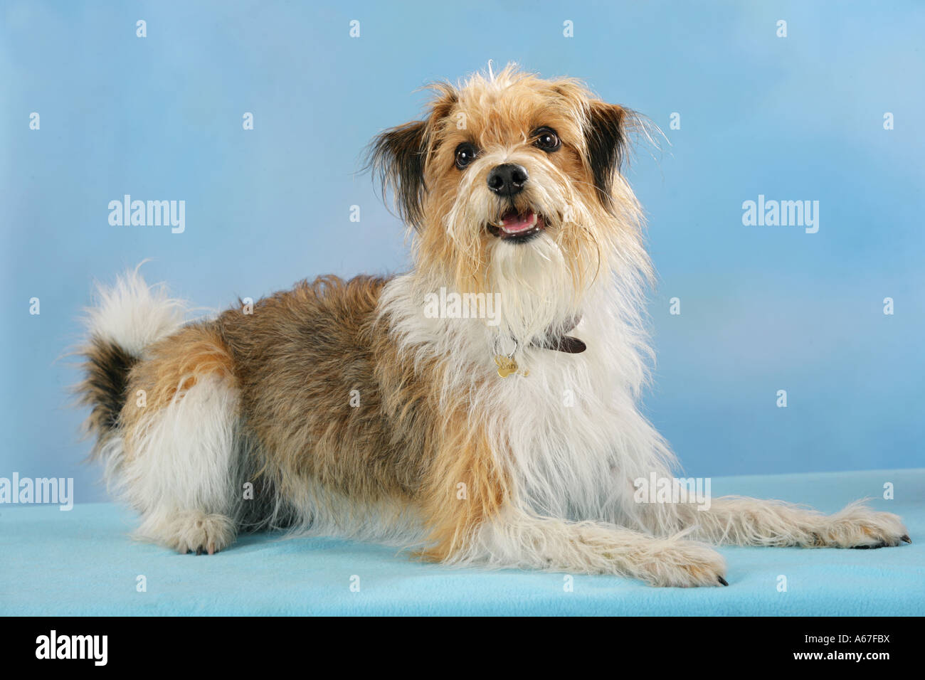 half breed dog - lying - cut out Stock Photo - Alamy
