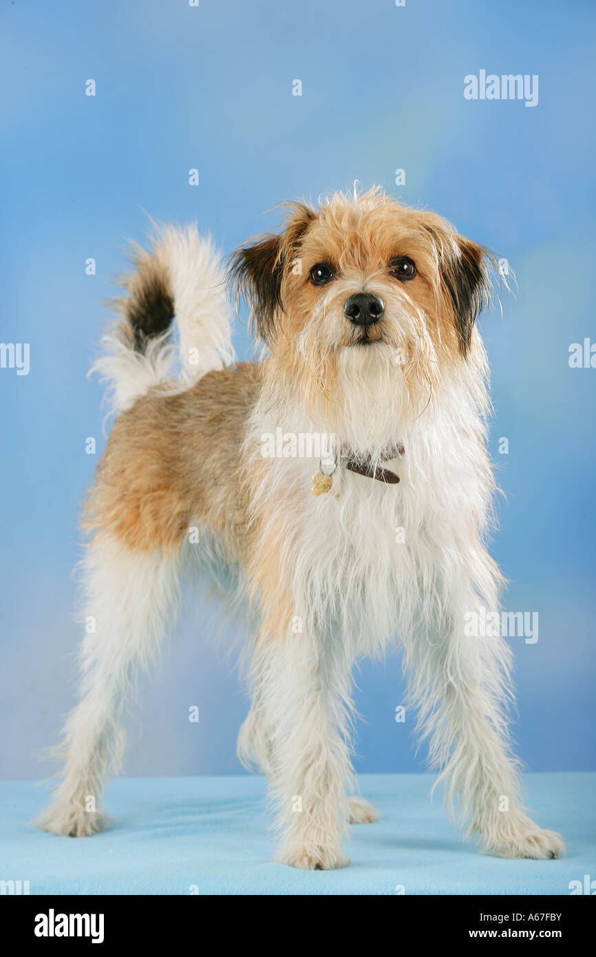 half breed dog - standing - cut out Stock Photo - Alamy