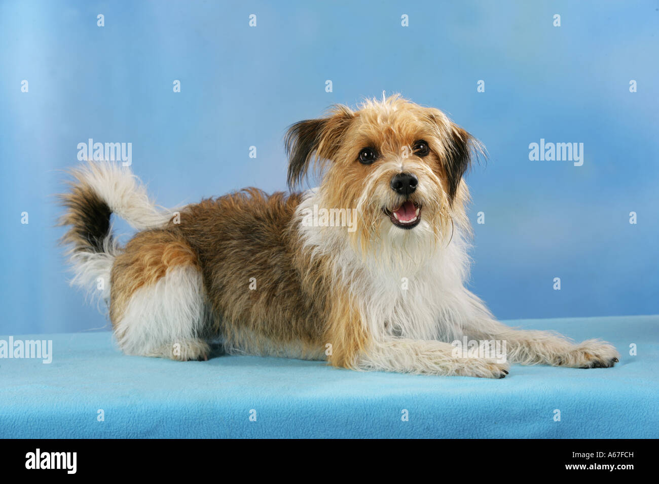 half breed dog - lying - cut out Stock Photo - Alamy