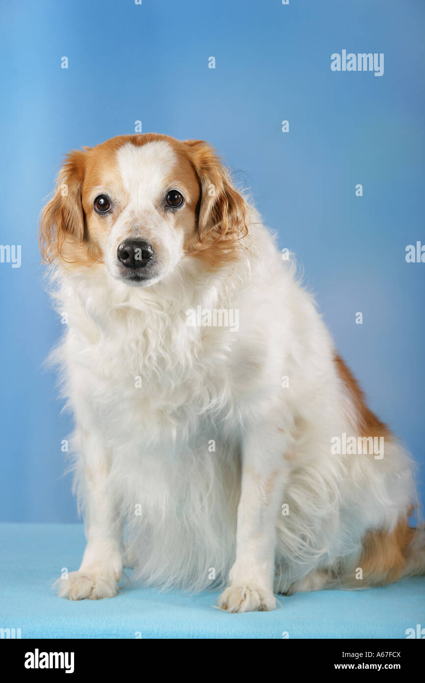 fat half breed dog - cut out Stock Photo - Alamy