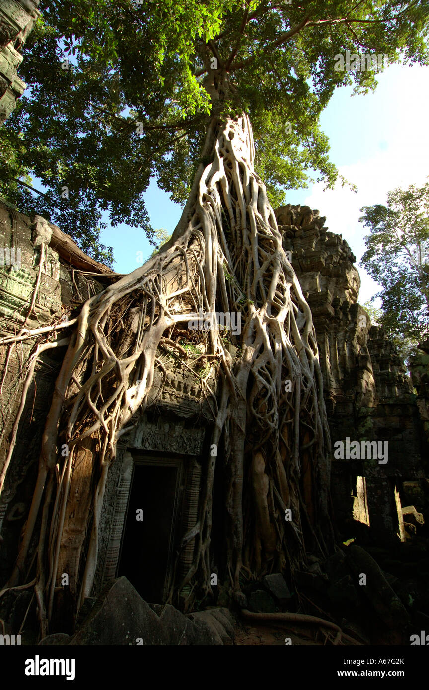 Giant strangler fig trees growing over temple, Angkor Wat (or Angkor ...