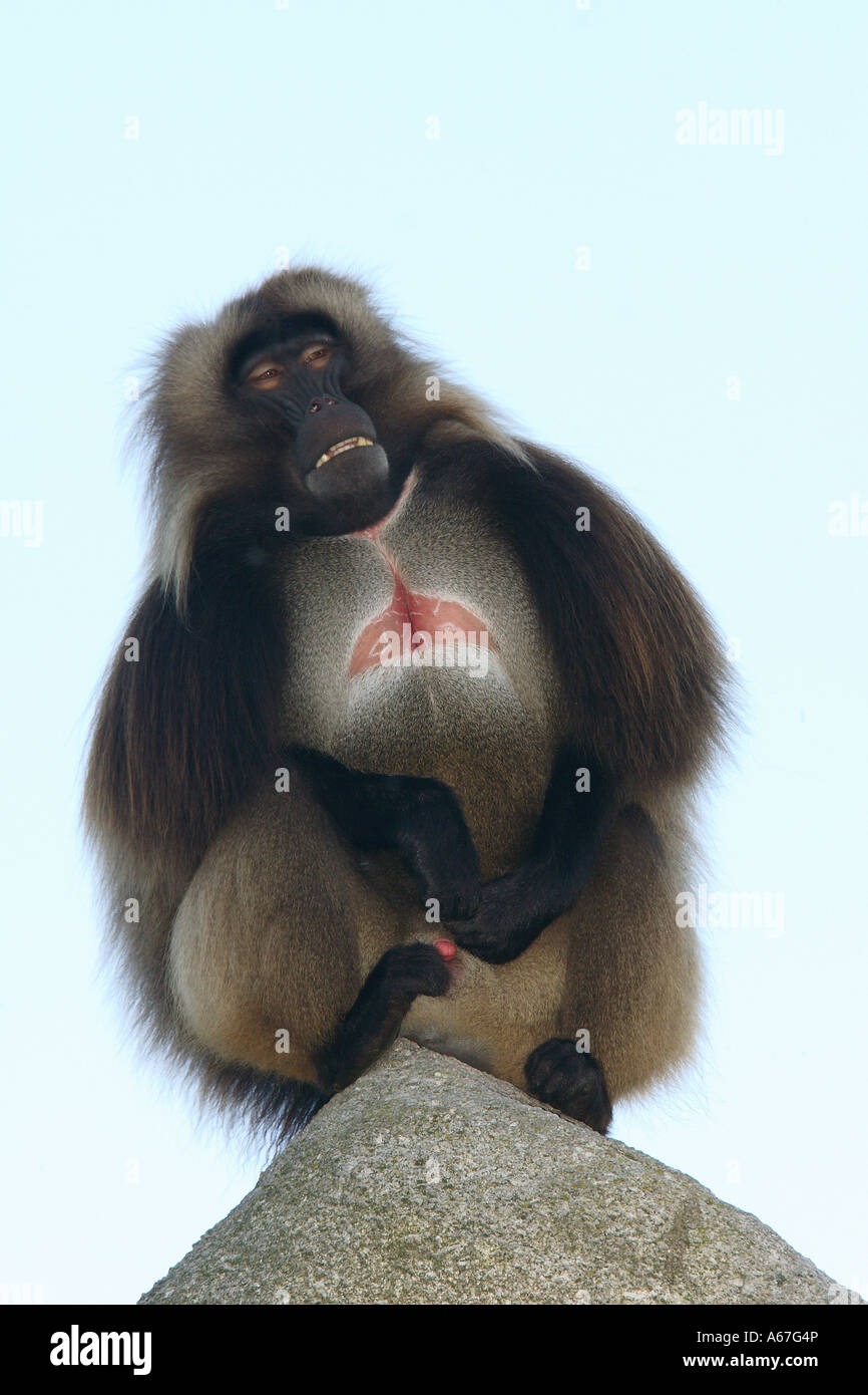 Gelada - male / Theropithecus gelada Stock Photo - Alamy