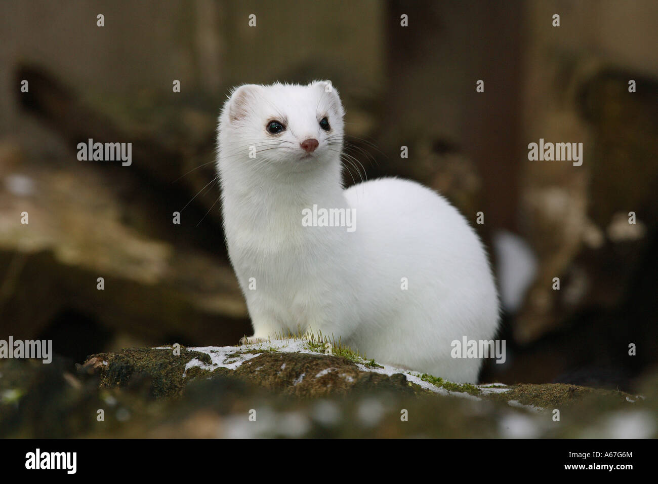 stoat - sitting lateral / Mustela erminea Stock Photo - Alamy