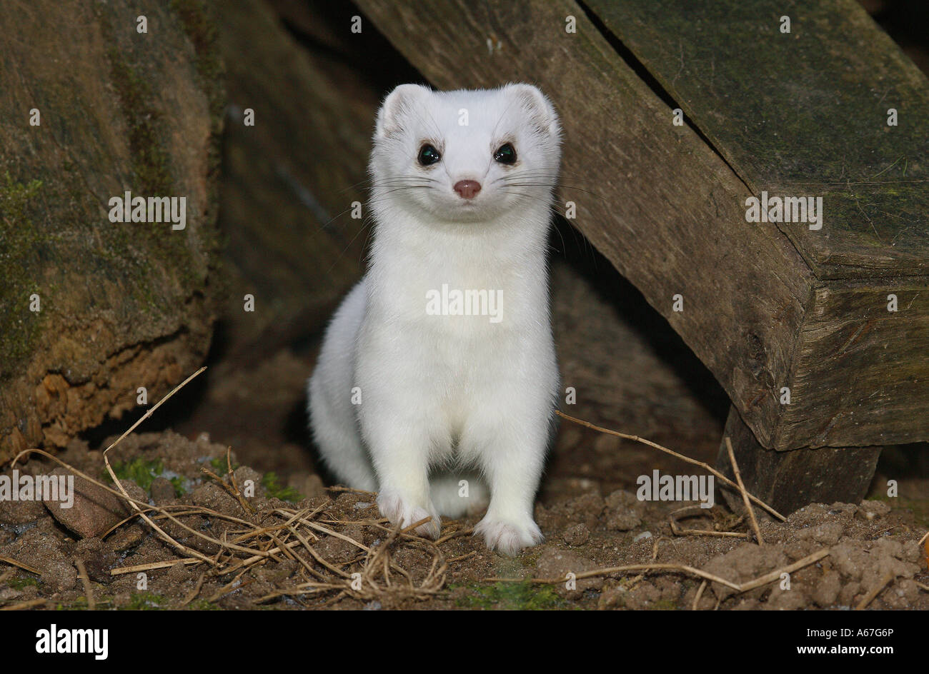 stoat - standing / Mustela erminea Stock Photo - Alamy