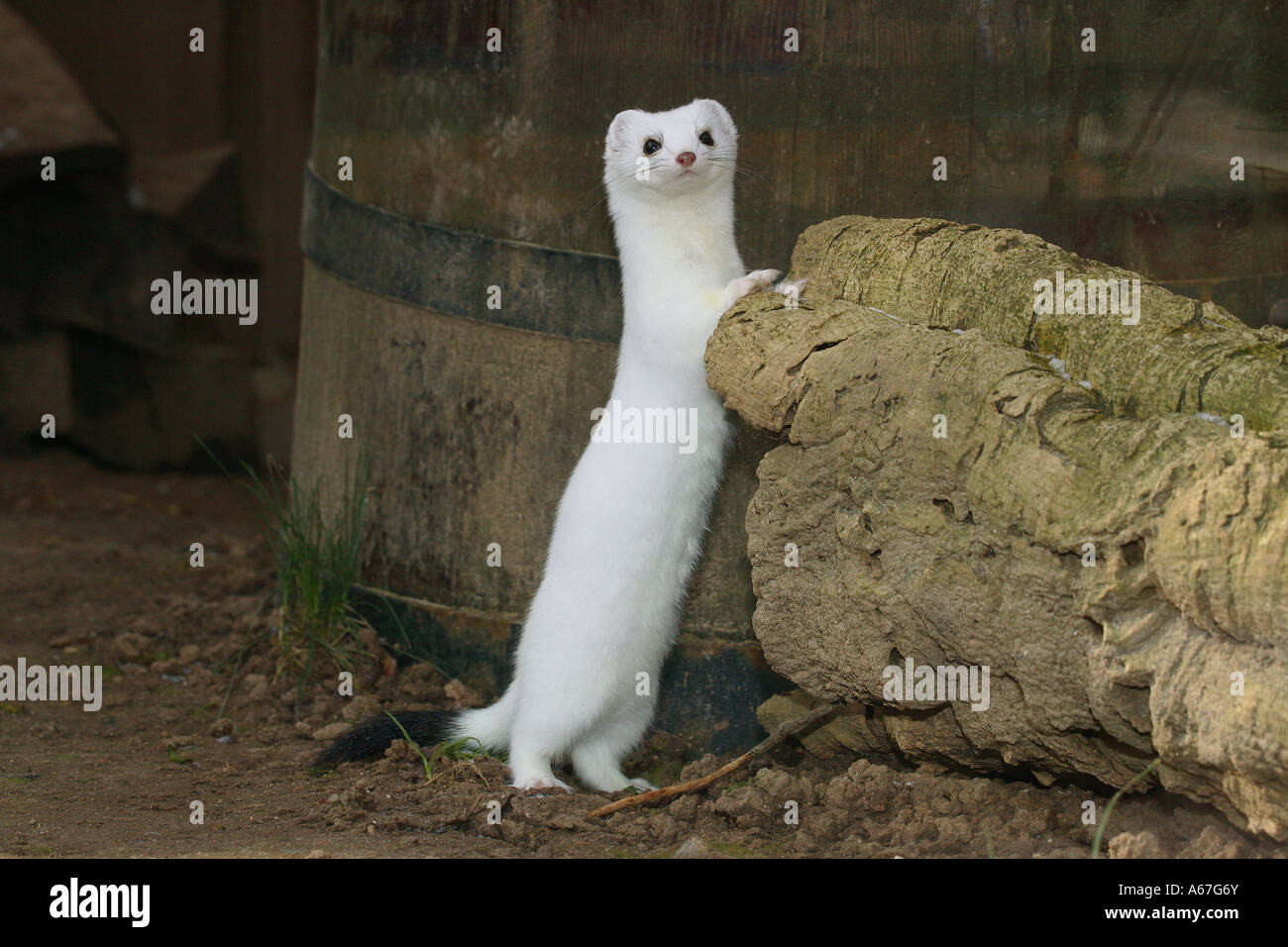 stoat - standing lateral / Mustela erminea Stock Photo - Alamy