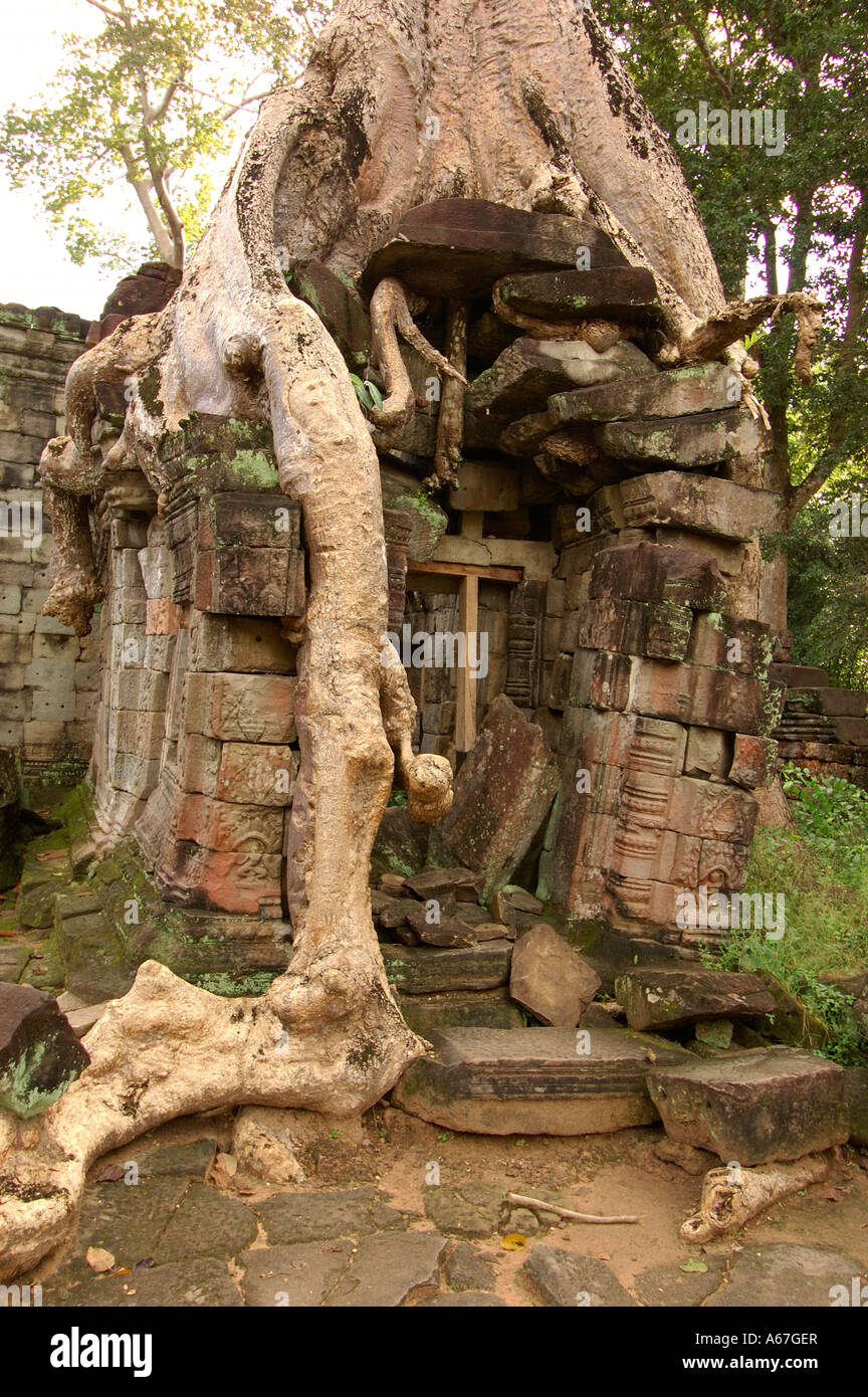 Tree growing over monument, Angkor Wat (or Angkor Vat) - Khmer temple ...