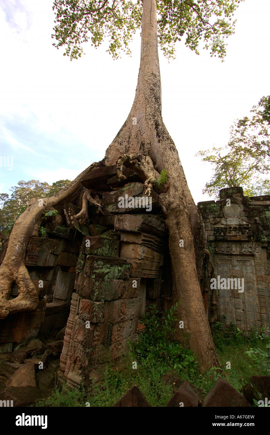Tree growing over monument, Angkor Wat (or Angkor Vat) - Khmer temple ...