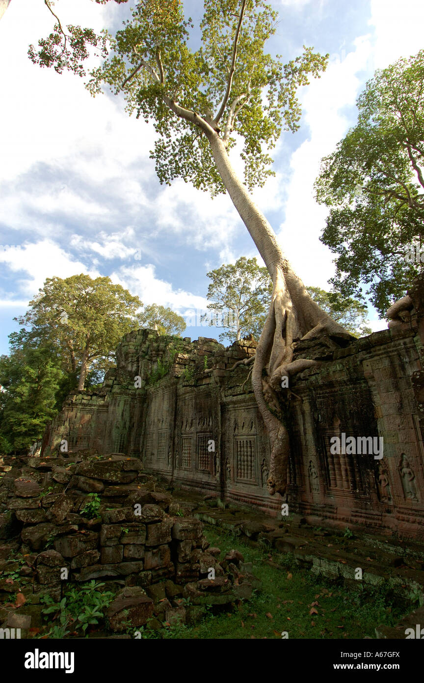 Tree growing over monument, Angkor Wat (or Angkor Vat) - Khmer temple ...