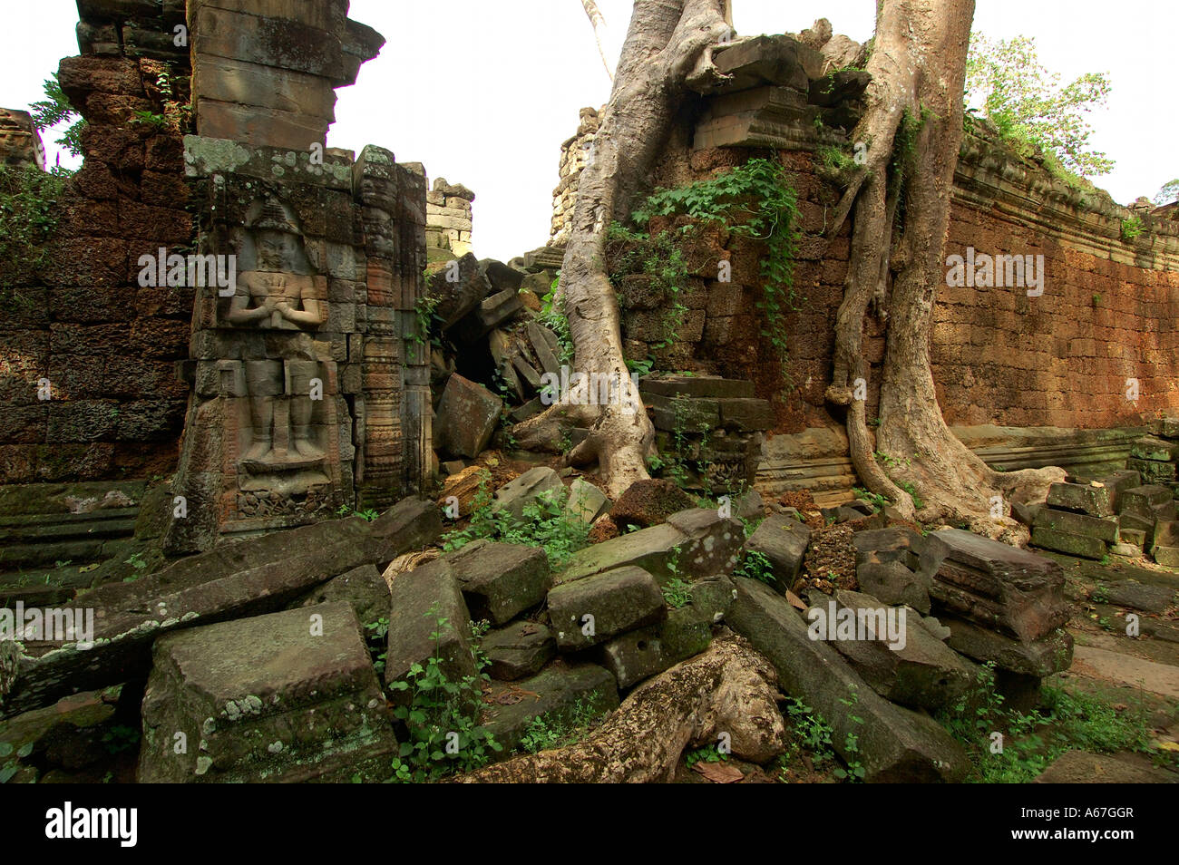 Tree growing over monument, Angkor Wat (or Angkor Vat) - Khmer temple ...