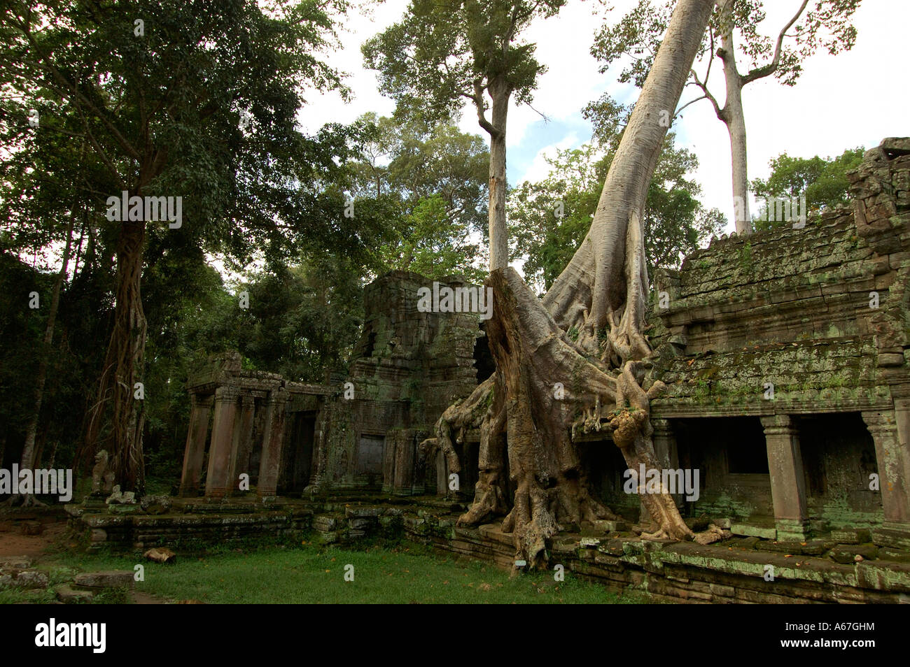 Tree growing over monument, Angkor Wat (or Angkor Vat) - Khmer temple ...