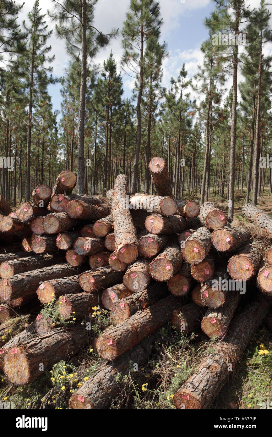 Pile of cut trees from Pine Tree Plantation South Africa Stock Photo ...