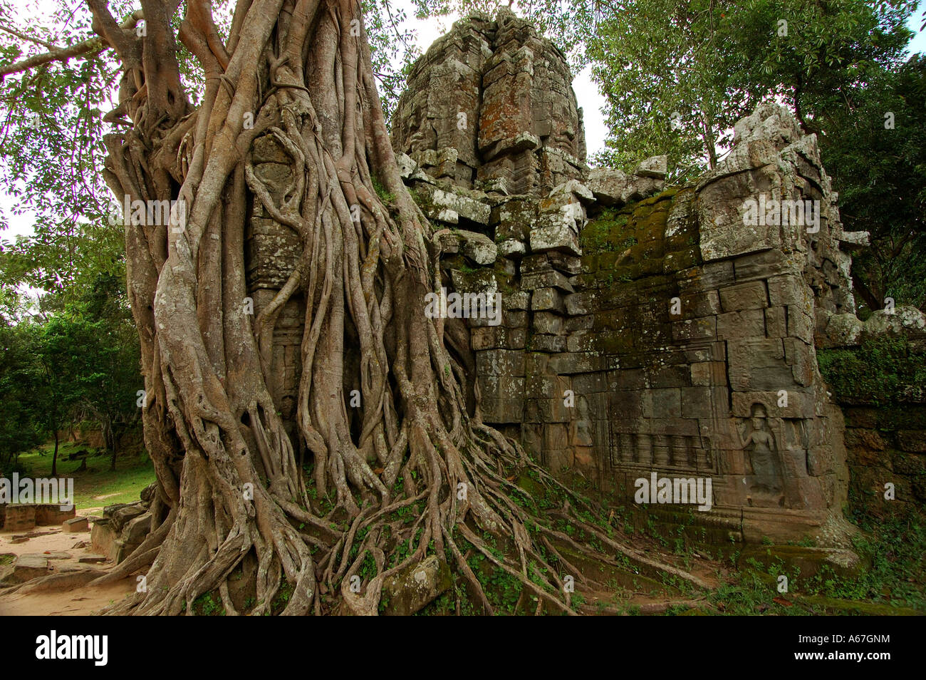 Giant strangler fig trees growing over temple, Angkor Wat (or Angkor ...