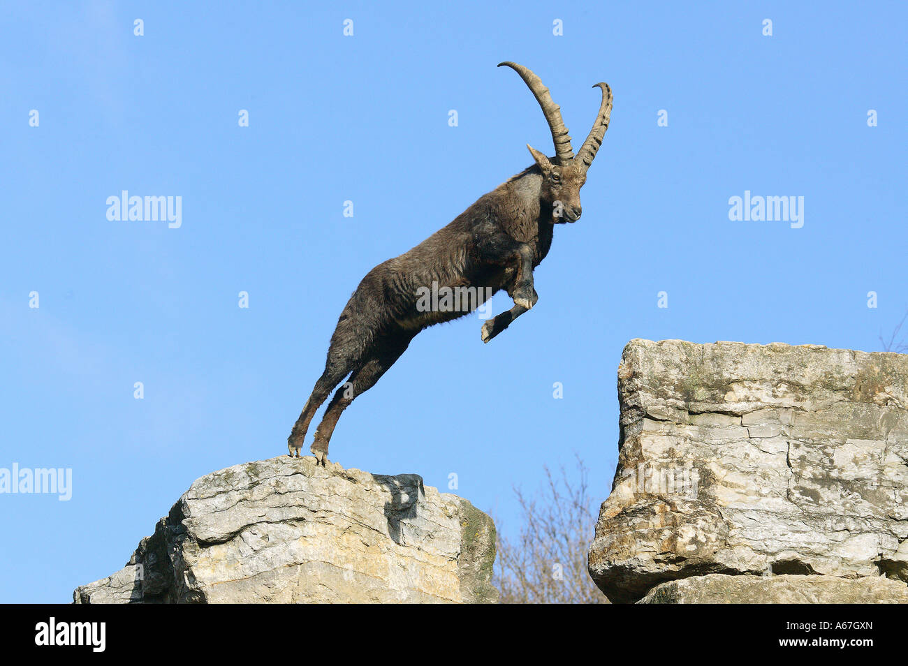 Himalayan Ibex Jumping