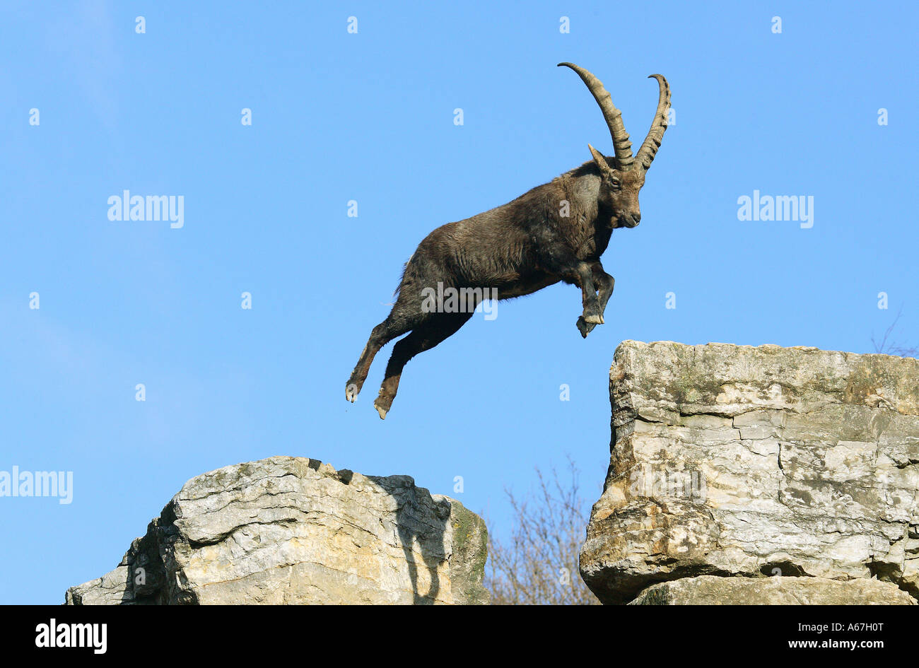 Alpine Ibex (Capra ibex), male jumping over a rock crevice Stock Photo ...