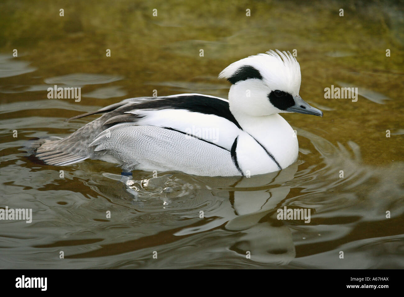 smew - drake / Mergellus albellus Stock Photo - Alamy