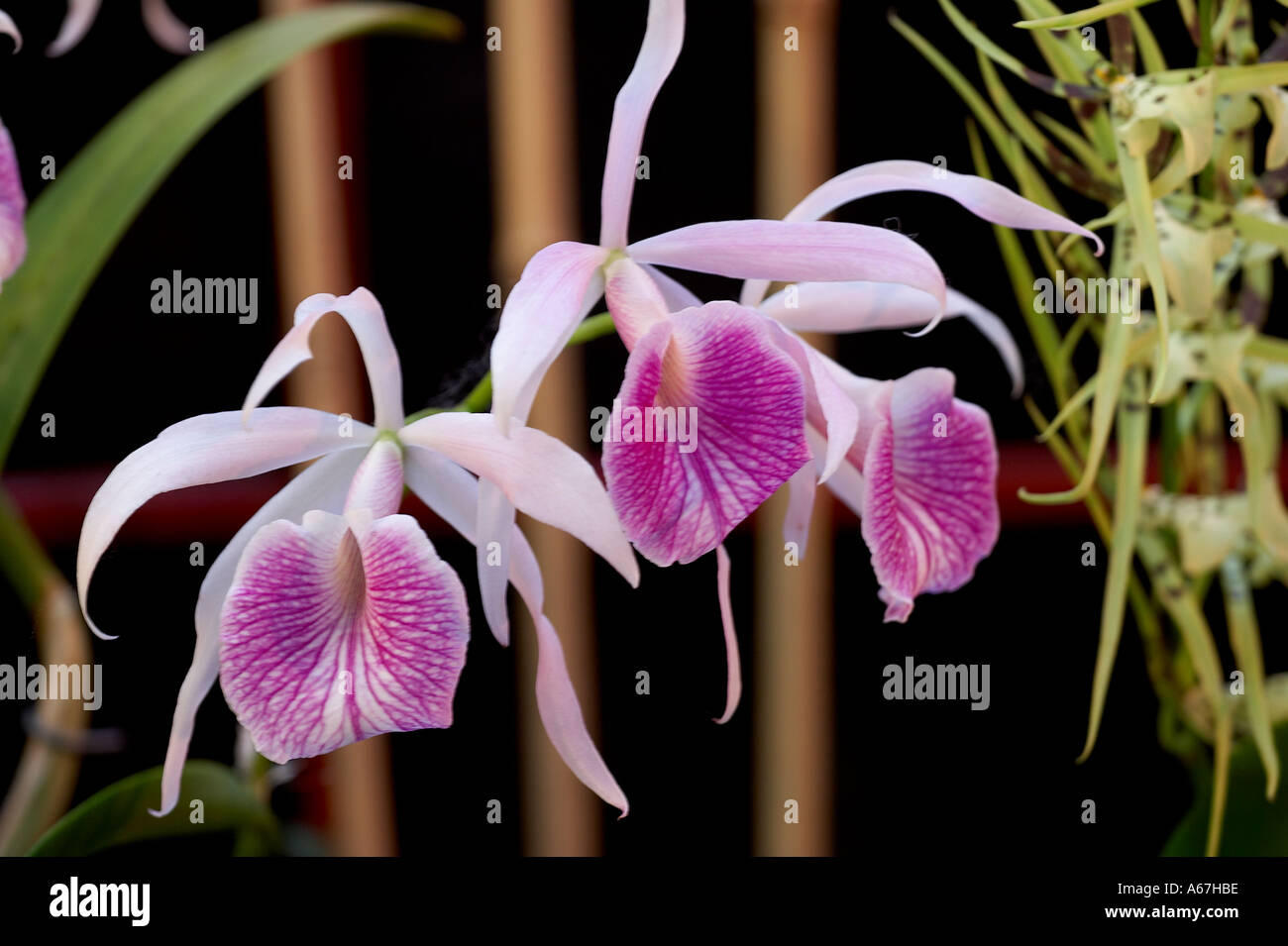 Brassavola orchid hi-res stock photography and images - Alamy