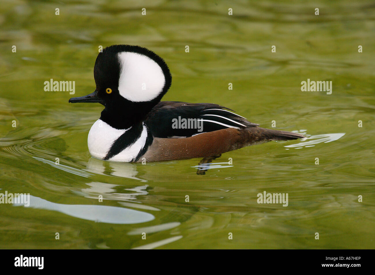 Bufflehead (Bucephala albeola). Drake on water Stock Photo - Alamy