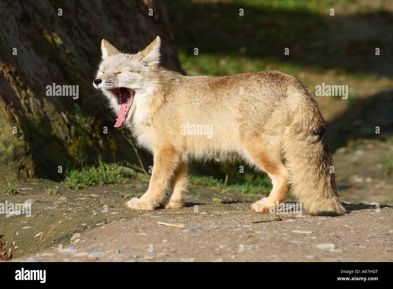 Corsac fox - gaping / Vulpes corsac Stock Photo - Alamy