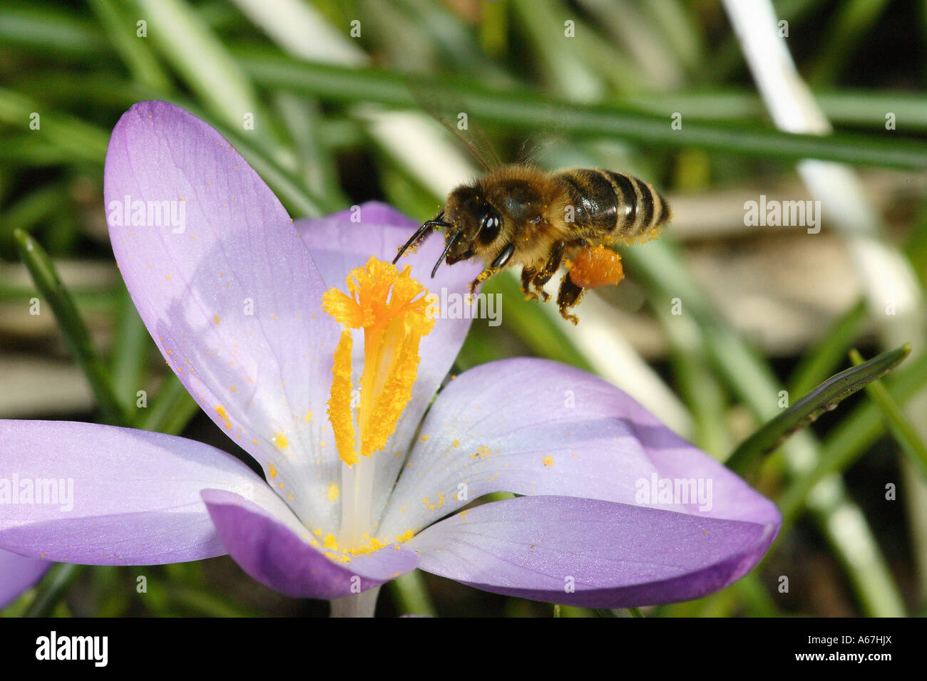 honey bee at saffron / Apis mellifera Stock Photo - Alamy