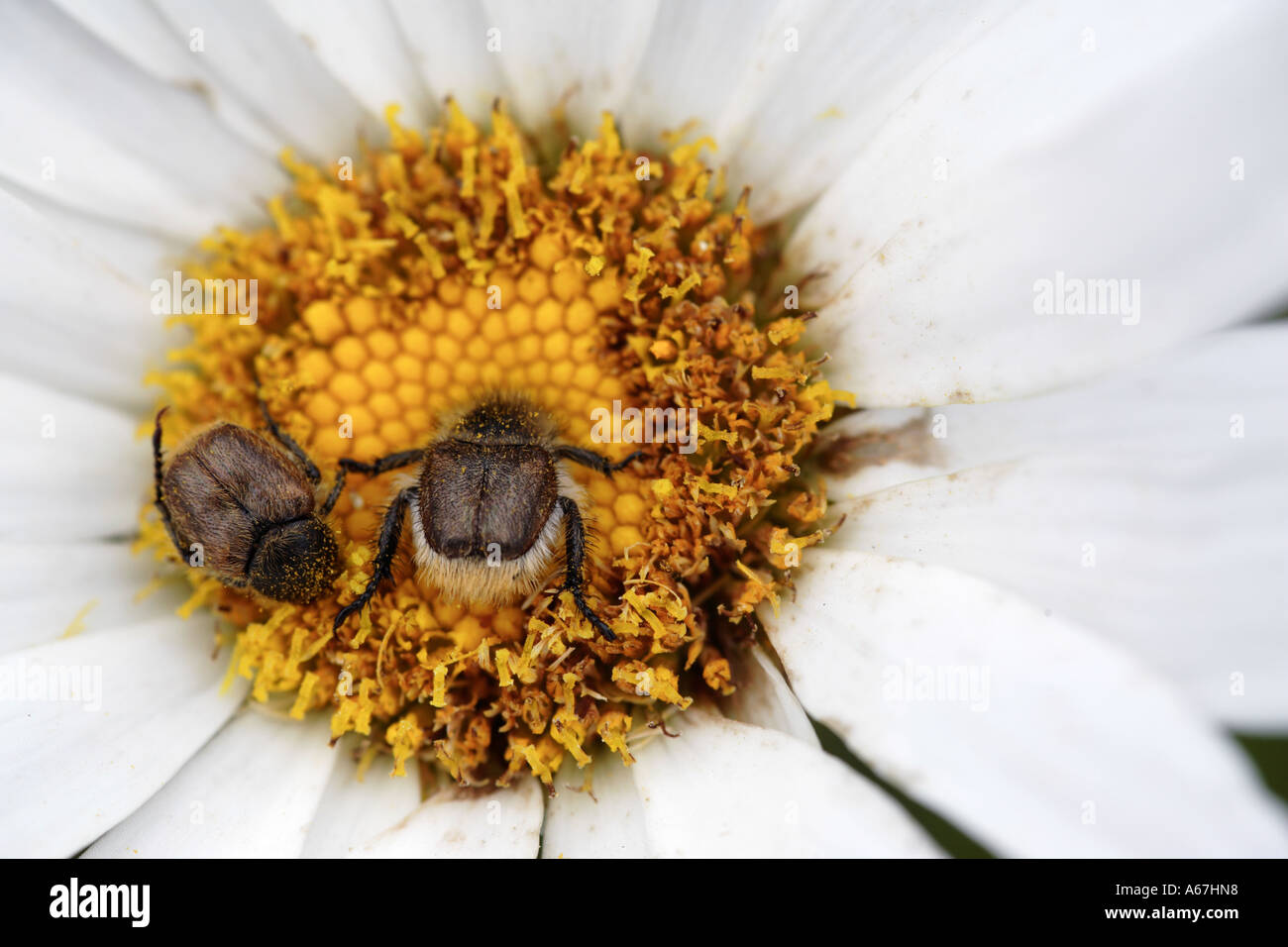 Monkey beetles hi-res stock photography and images - Alamy