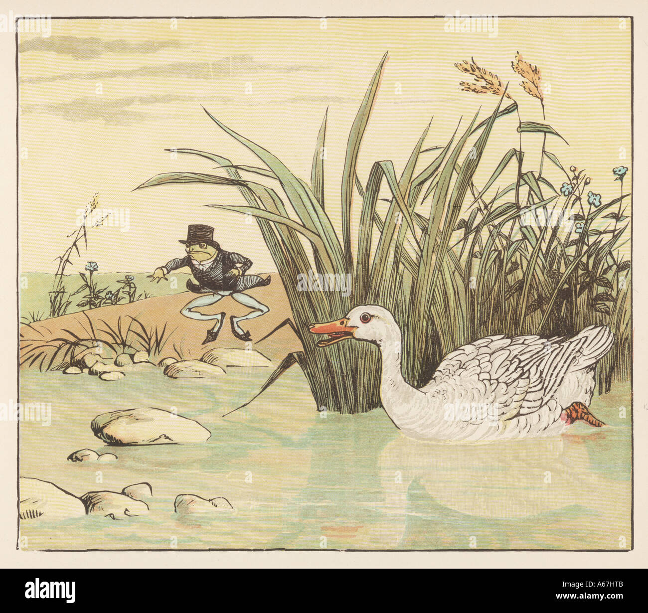 Frog A Wooing 1 4 Stock Photo - Alamy