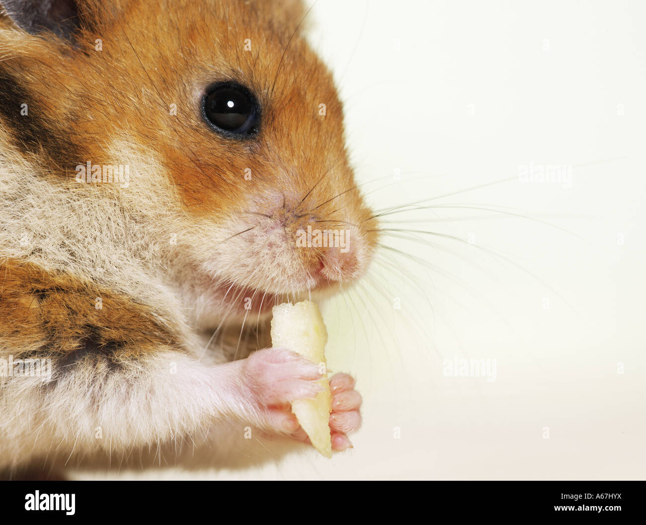 Golden hamster eat food hi-res stock photography and images - Alamy