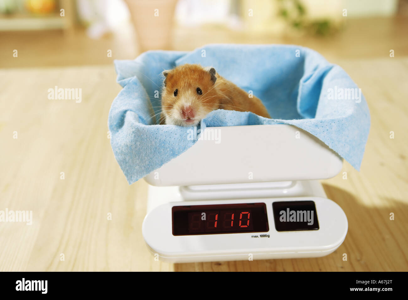 Pet Hamster, Satin-coated Hamster on kitchen scales. Germany Stock ...