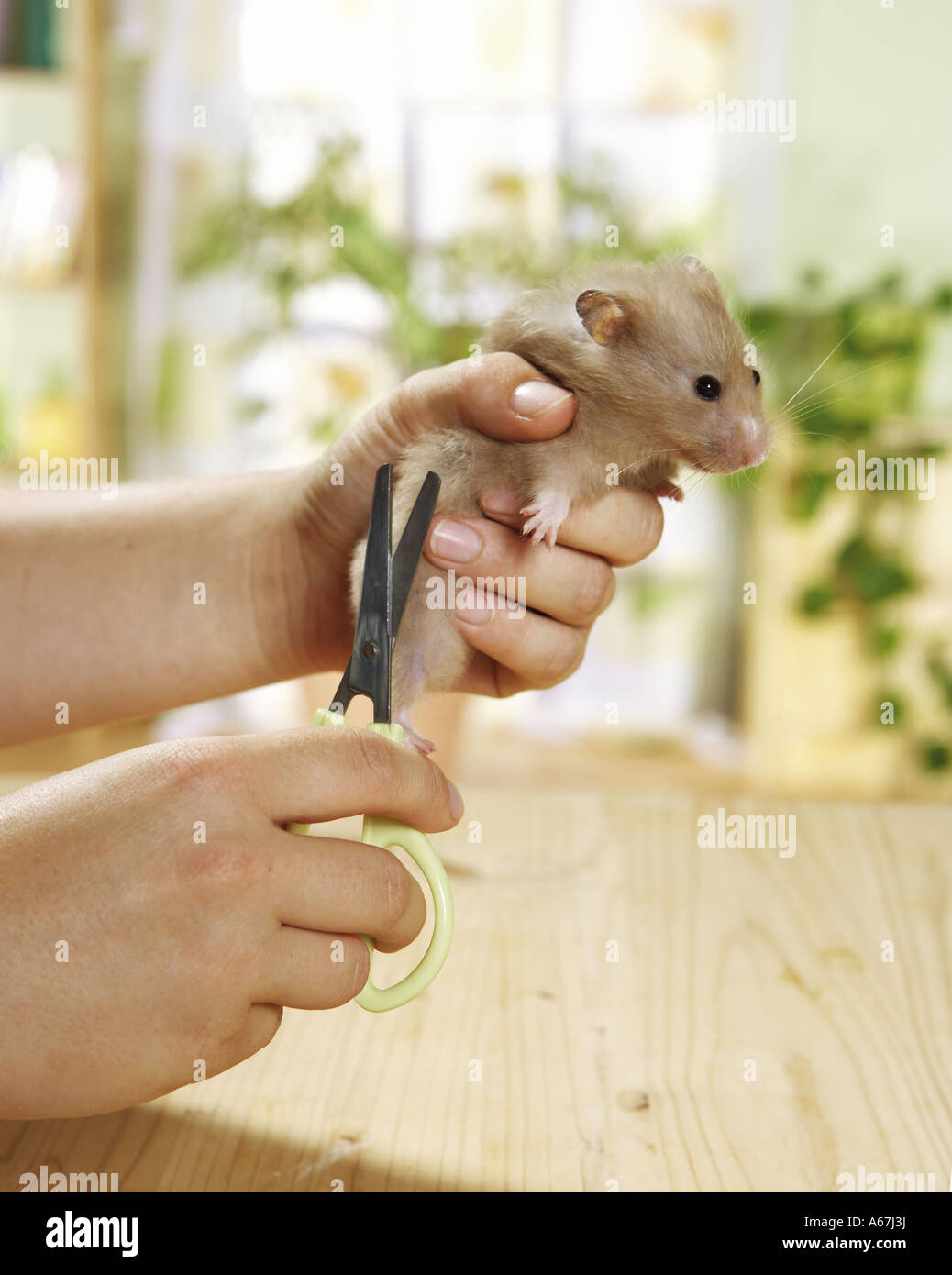Human hamster hi-res stock photography and images - Alamy