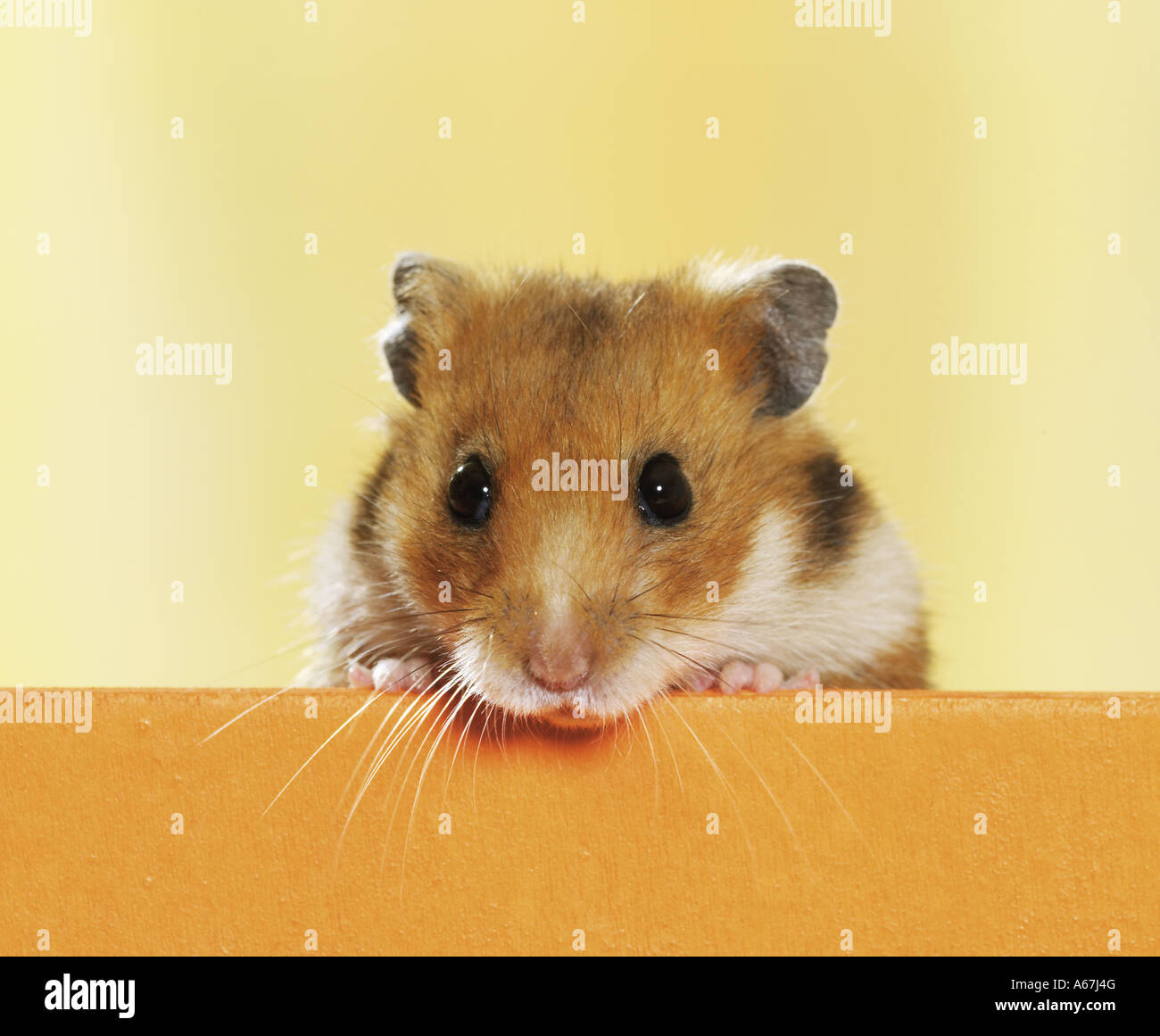 golden hamster - portrait / Mesocricetus auratus Stock Photo - Alamy