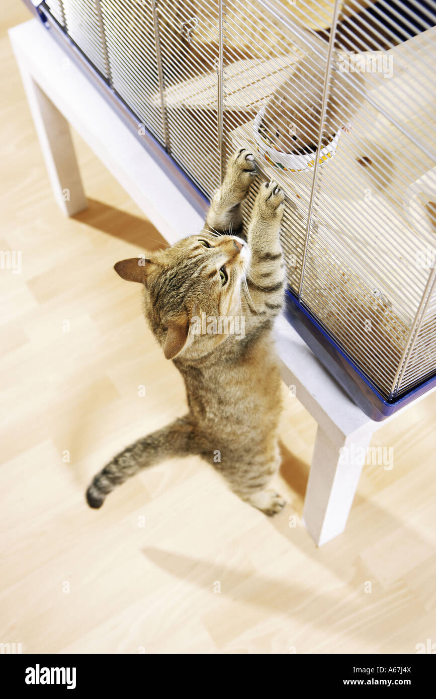 cat at hamster cage Stock Photo - Alamy