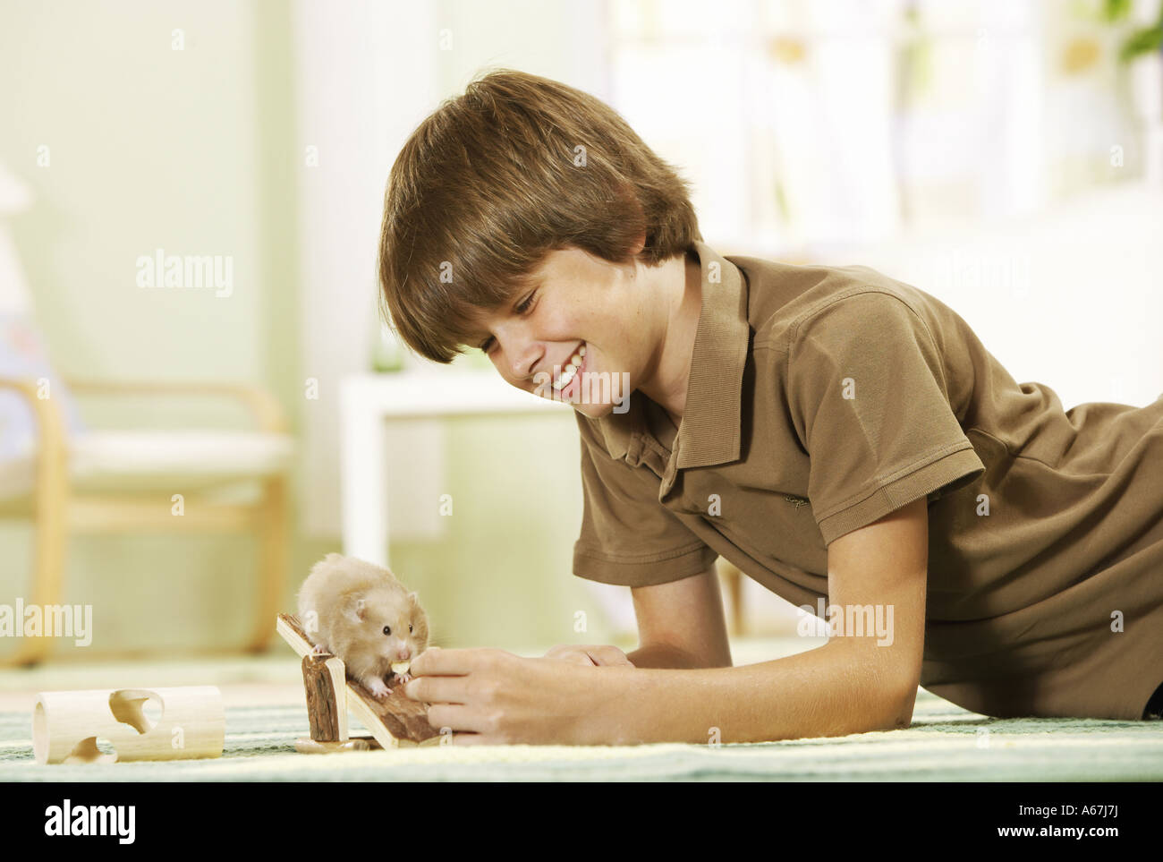 boy feeding golden hamster Stock Photo - Alamy