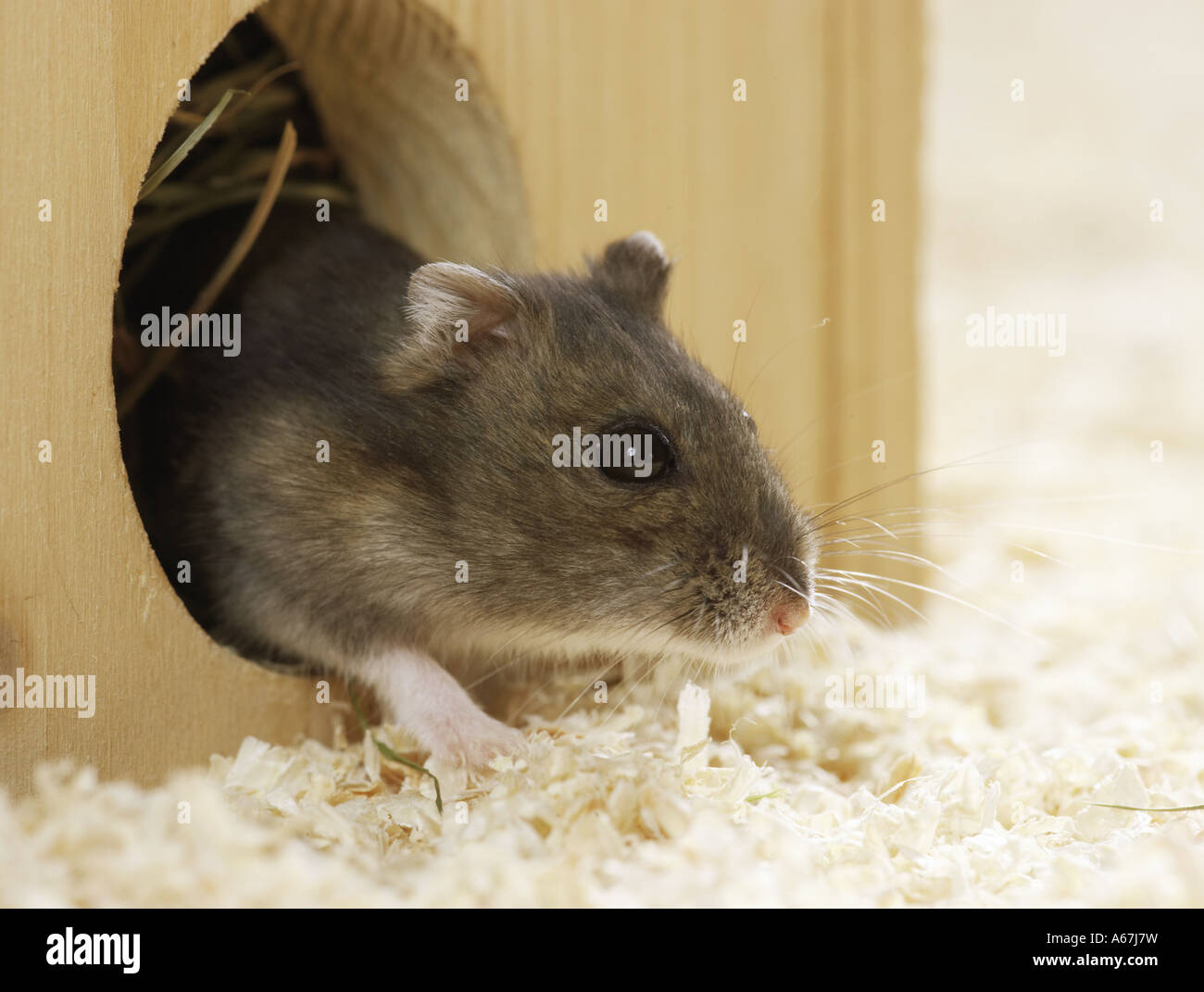 Dzhungarian Dwarf Hamster - looking out of den / Phodopus sungorus ...