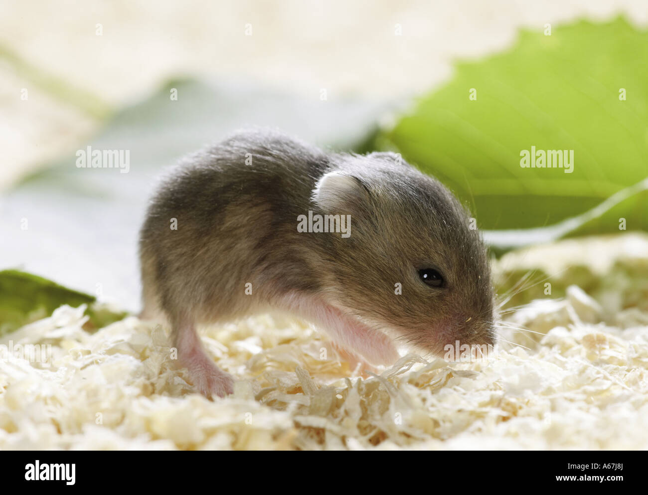 Dzhungarian Dwarf Hamster - cub / Phodopus sungorus Stock Photo - Alamy