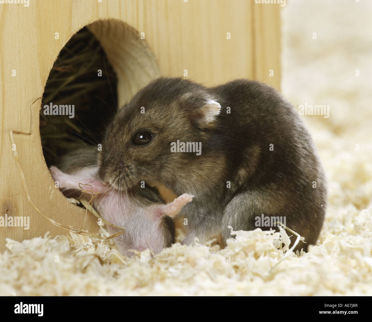 Dzhungarian Dwarf Hamster - carrying cub / Phodopus sungorus Stock ...