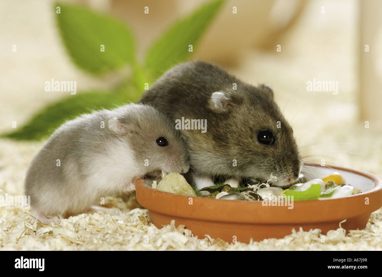 Dzhungarian Dwarf Hamster and cub - munching / Phodopus sungorus Stock ...