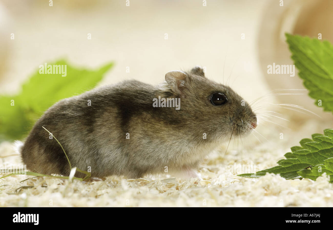 Dzhungarian Dwarf Hamster / Phodopus sungorus Stock Photo - Alamy