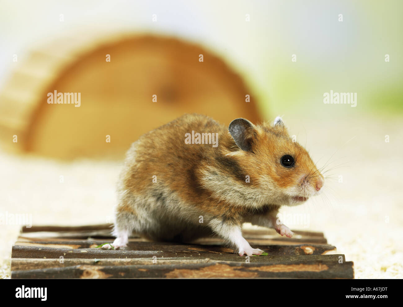 Walking walk motion stand standing hi-res stock photography and images ...