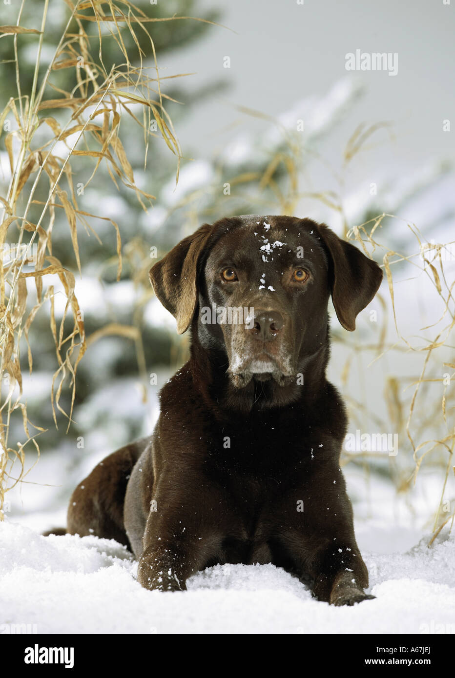 Labrador Retriever - lying in snow Stock Photo - Alamy