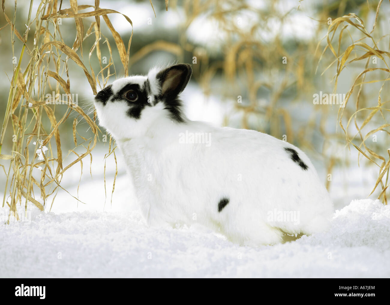 Pet Rabbit Cold High Resolution Stock Photography and Images - Alamy