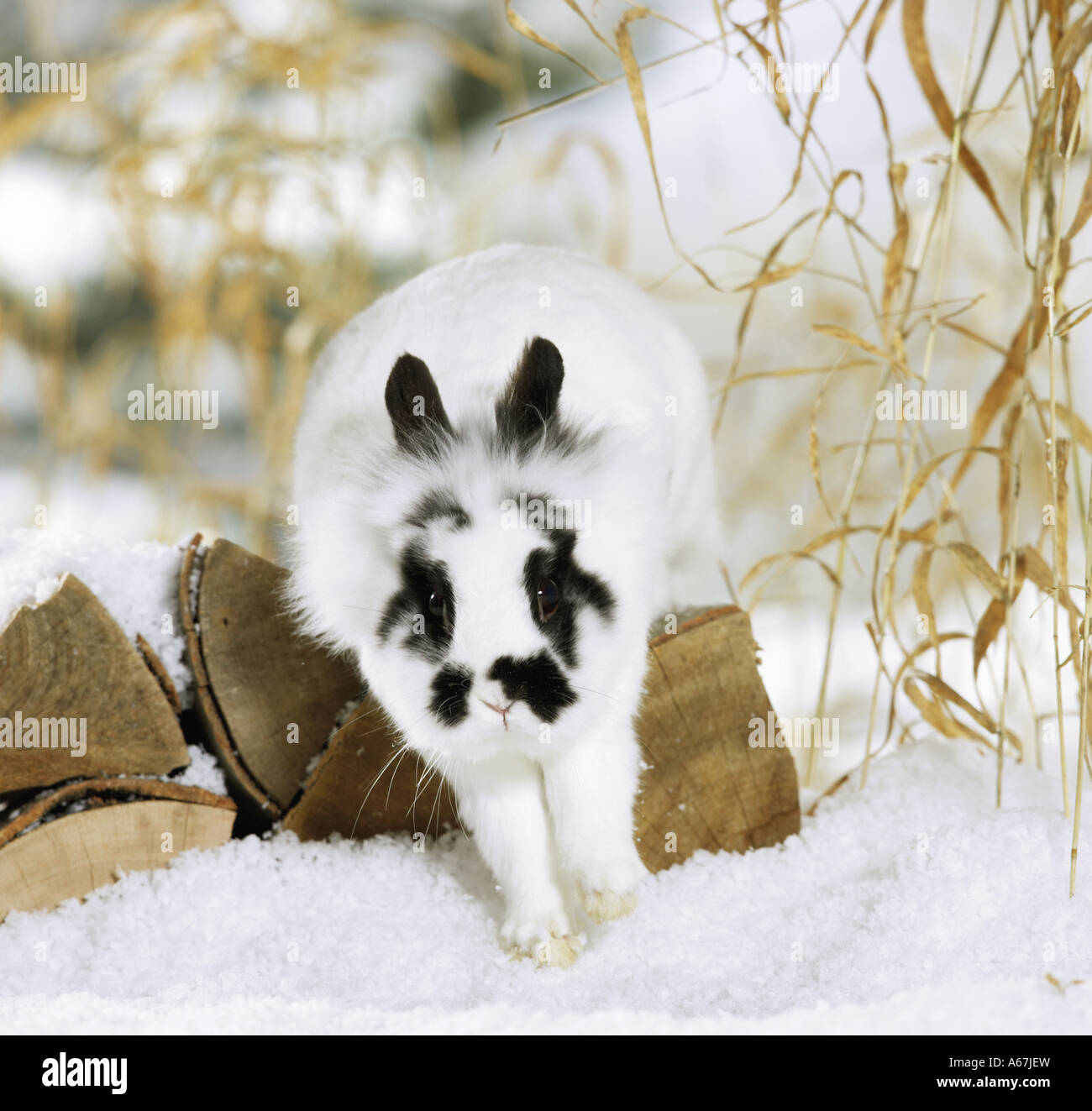 dwarf rabbit in snow - jumping over logs Stock Photo - Alamy