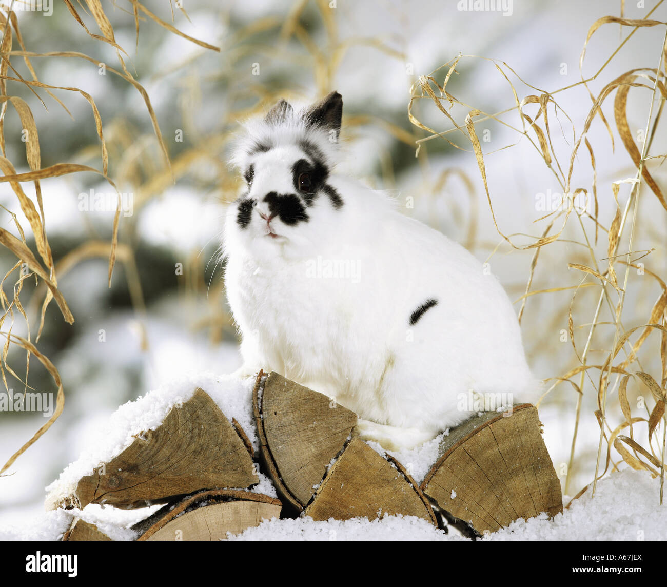 Rabbit log hi-res stock photography and images - Alamy