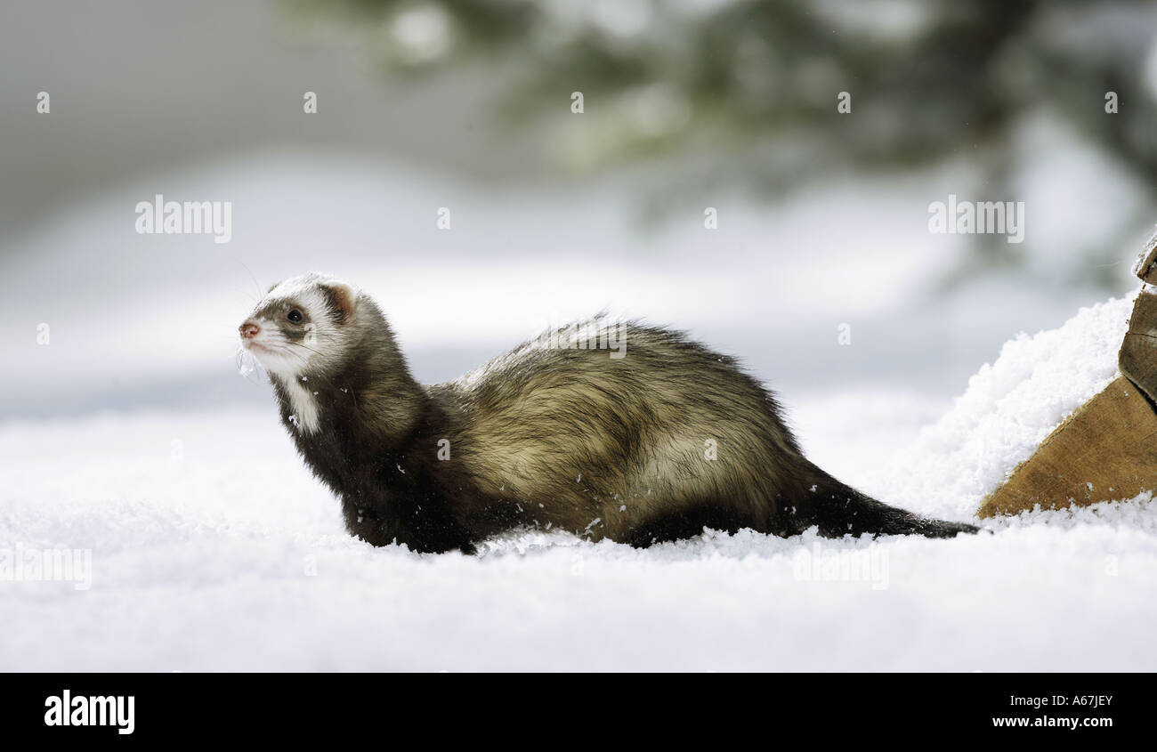 ferret - standing in snow Stock Photo - Alamy