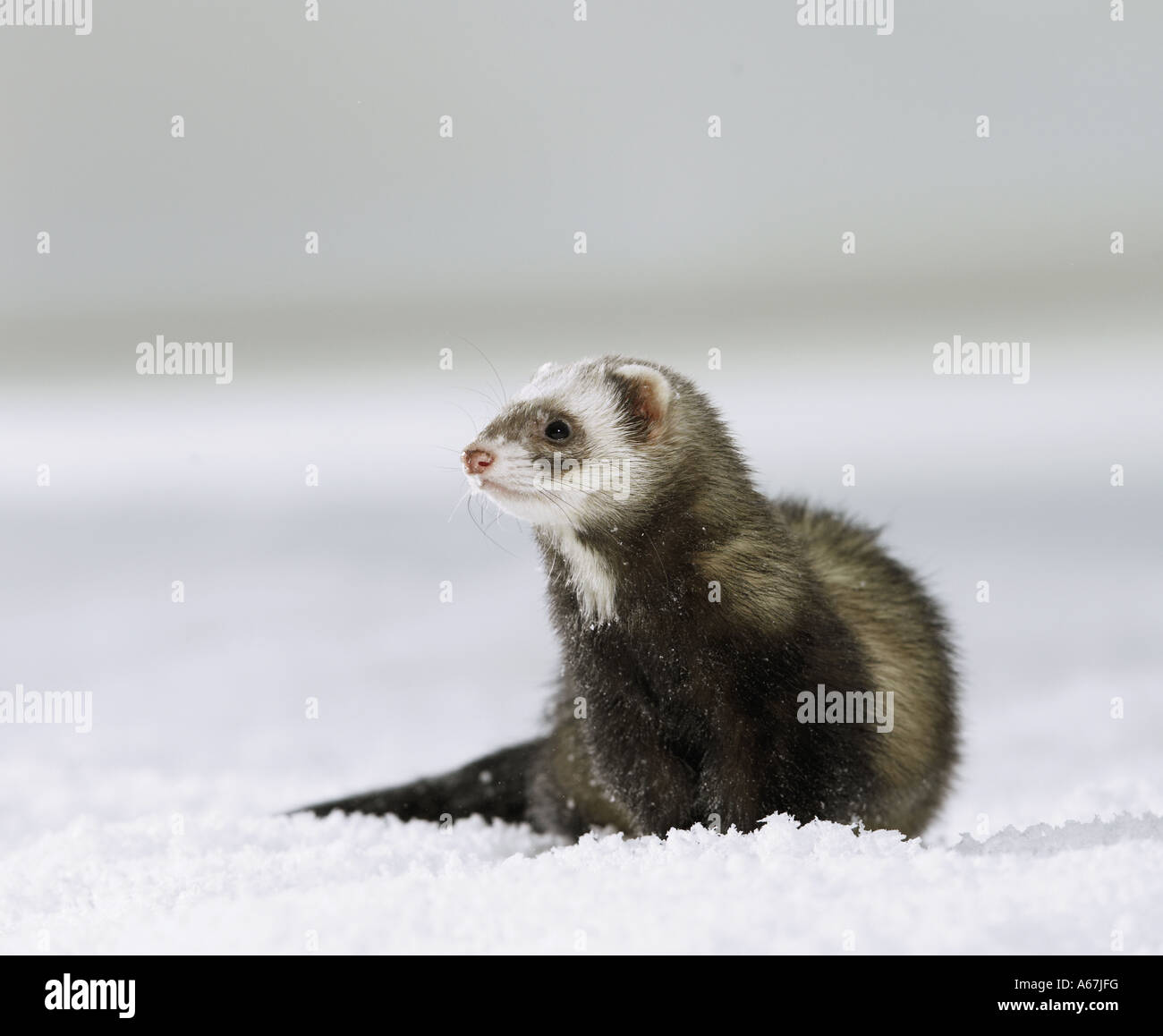 ferret - standing in snow Stock Photo - Alamy